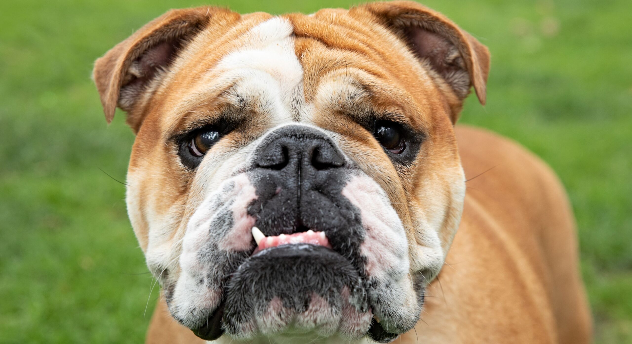 The Vikings Got a Bulldog